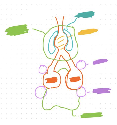 Bird Respiratory System Diagram Frontal View Diagram Quizlet