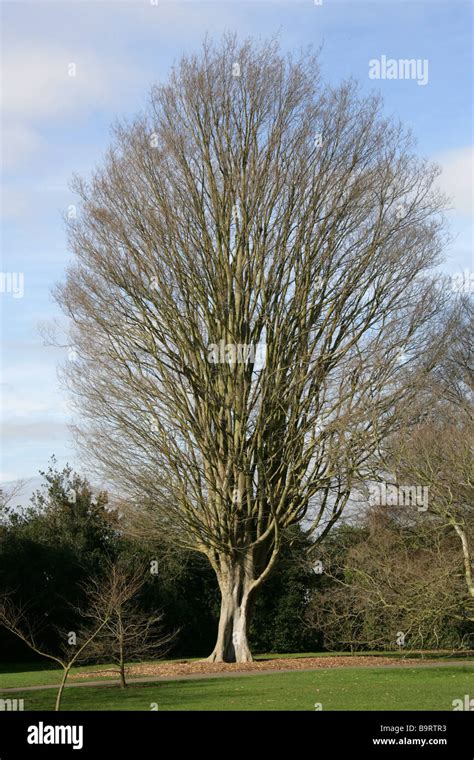 Caucasian Elm Zelkova Or Caucasian Zelkova Zelkova Carpinifolia Stock