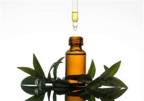 Myrtle Essential Oil 99 Pure At Best Price In New Delhi Id