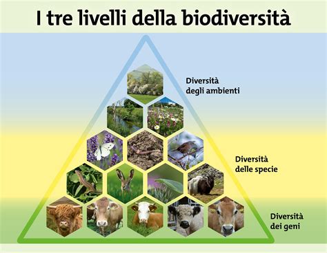 La biodiversità spiegata