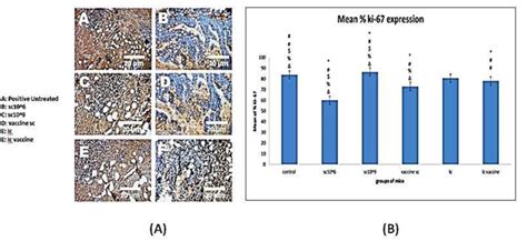 A Ki 67 Levels In Different Groups B The Mean Ki 67 Expression