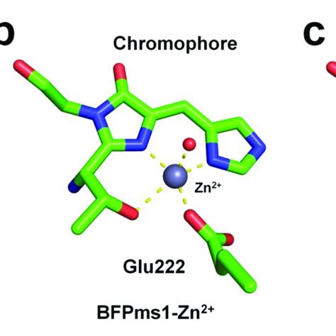 Structure Of Green Fluorescent Protein And Chromophore A Crystal