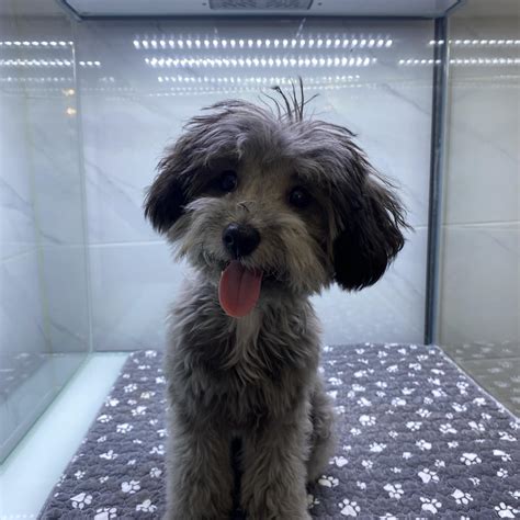 실버푸들 까미 스피츠성격 시바견성격 시베리안허스키성격 시츄성격 요크셔테리어성격 웰시코기성격 이탈리아그레이하운드성격 치와와성격 코카스파니엘성격 폼스키성격 폼치성격 폼피츠성격