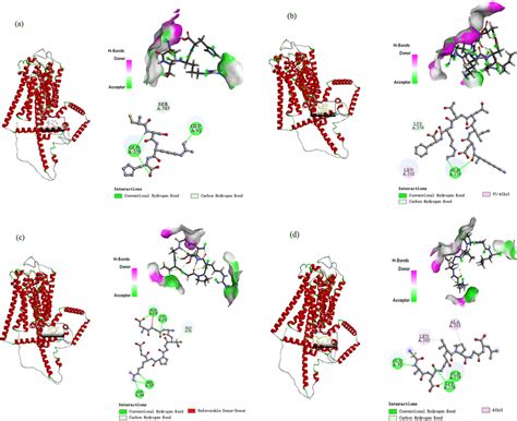 The Molecular Docking Of The Synthetic Peptides And Tmc4 Including The