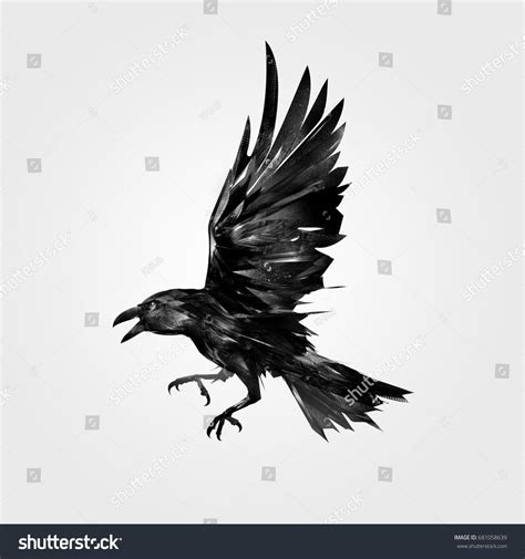 Drawn Isolated Attacking Bird Raven Stock Illustration 681058639