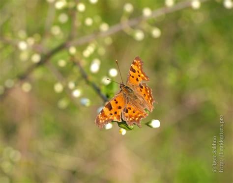 Photo 21741 Polygonia C Album