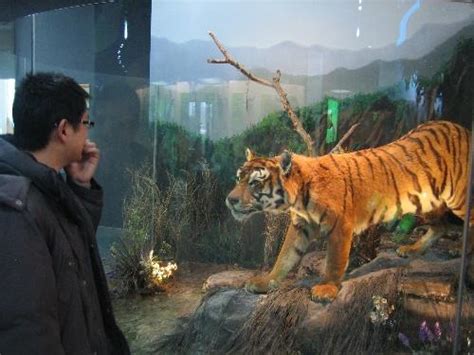 都說武松打死老虎是假的，我卻認為也不是不可能 每日頭條
