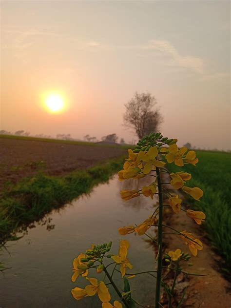 Sunset Nature Images Flowers Sky Aesthetic Nature Photography