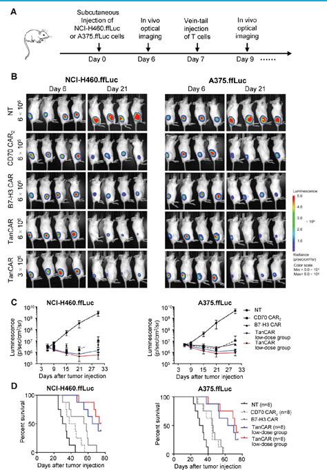 Figure 7 From Tandem Car T Cells Targeting Cd70 And B7 H3 Exhibit