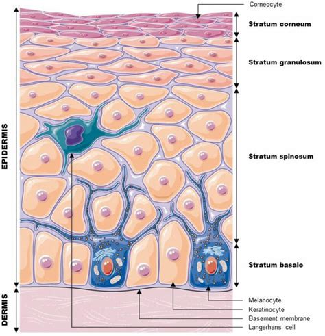 Cell Layers And Cells Making Up The Epidermis Modified From Servier Download Scientific
