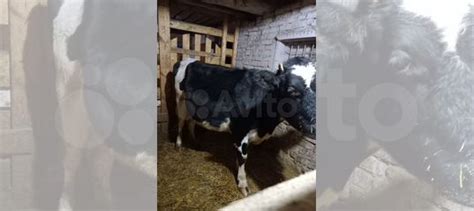 Корова купить в Комсомольском Животные и зоотовары Авито