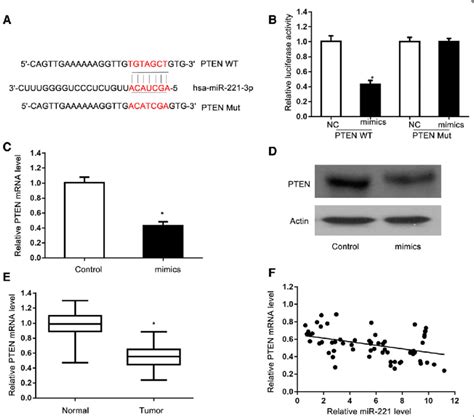 Pten Is A Direct Target Of Mir 221 A Binding Sequences For Mir 221 In