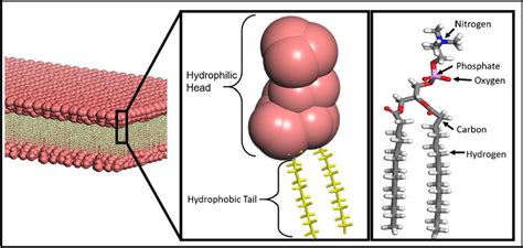 Bilayer Phospholipid Blpl Cellular Membrane Showing The Hydrophilic