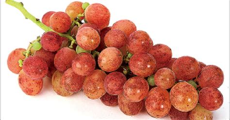 솜사탕 향 나는 포도 ‘슈팅스타 보급