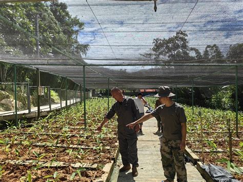 纳板河管理局开展茴香砂仁扩繁种植工作云南省林业和草原局