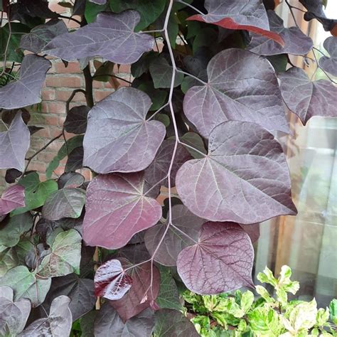 Cercis Canadensis Ruby Falls Jan Nieuwesteeg