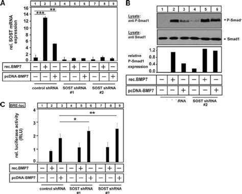 Knockdown Of Sost Expression Leads To Elevated Bmp Signaling In Saos 2