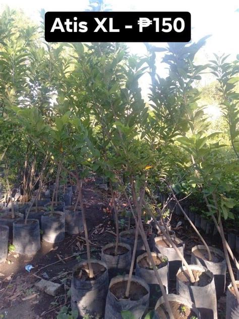 Atis Pt Plant Nursery