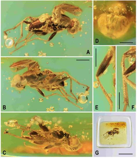 Insects Special Issue Diptera Diversity In Space And Time