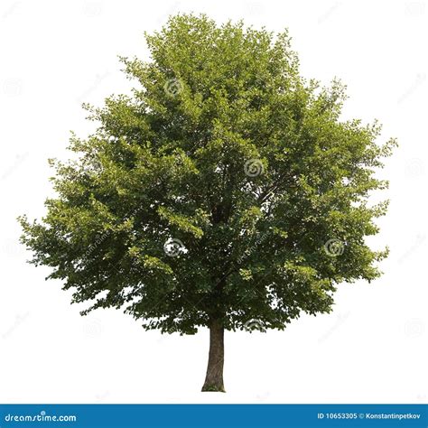 Isolated Tree Stock Image Image Of Nature Botanical