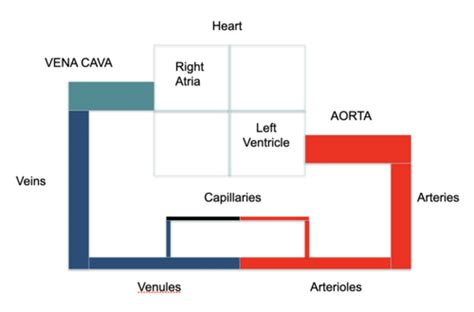 Human Phys Week 4 Flashcards Quizlet