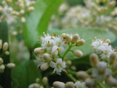 伞花马钱图册 360百科