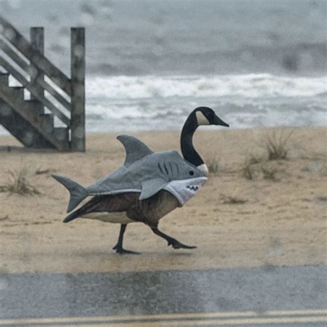 Alex North Carolina Shark Alert Facebook
