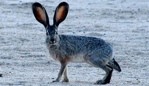 Liebre Características Hábitat Tamaño Especies Y Alimentación