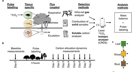 Figure 1 From Carbon Allocation Dynamics In Conifers And Broadleaved