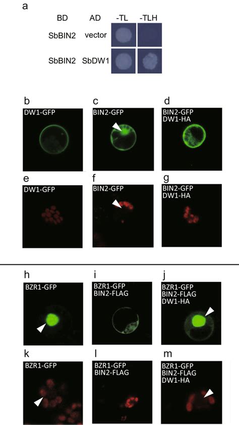 Dw1 Interacts With Bin2 And Inhibits Bin2 From Localizing To The