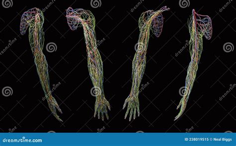 Full Upper Extremity Arm 3d Nerve Lymphatic Artery And Vein Anatomy