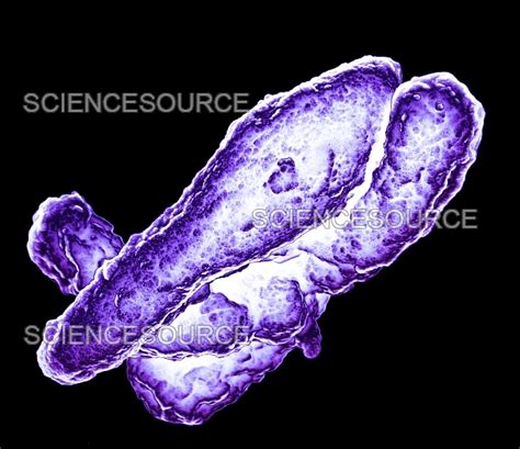 Bacillus And Clostridium Sem Stock Image Science Source Images