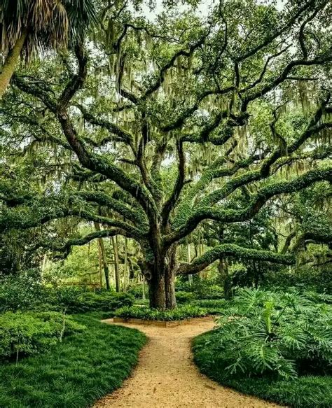 The Oka Tree At Washington Oaks Gardens State Park Things In Florida