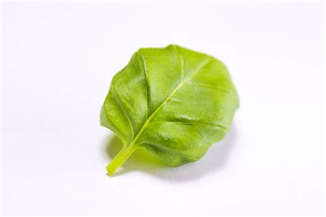 10 Plante Care Alunga Daunatorii Revista Caminul