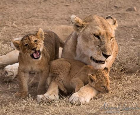 Best Serengeti Safari Tours And Zanzibar Special Offer