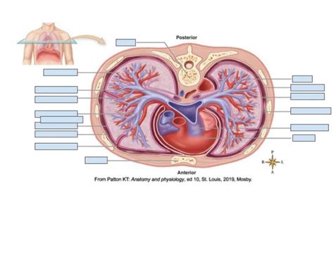 Lung Labeling 2 Quiz