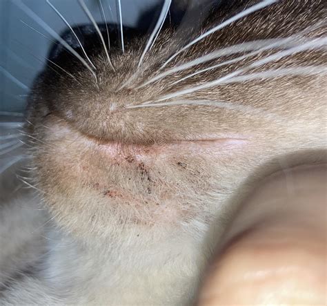 Is This Cat Acne R Cathelp