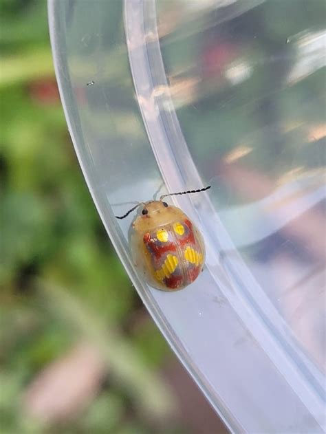 Bedbugs Or Psocids Booklice Australia R Whatsthisbug