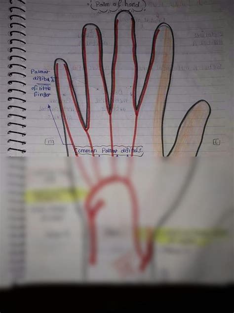 Solution Histology Of Cell Mind Map Studypool