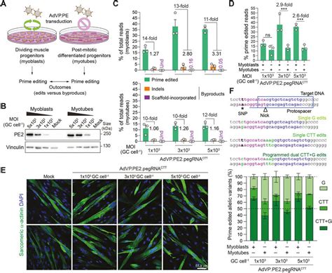 Assessing The Impact Of Cellular Replication On Prime Editing Download Scientific Diagram