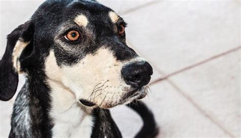 El Peligro De La Procesionaria En Perros Razas Y Perros