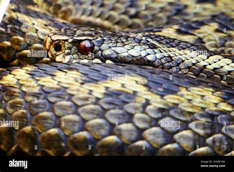 Una Vipera Comune Immagini E Fotografie Stock Ad Alta Risoluzione Alamy