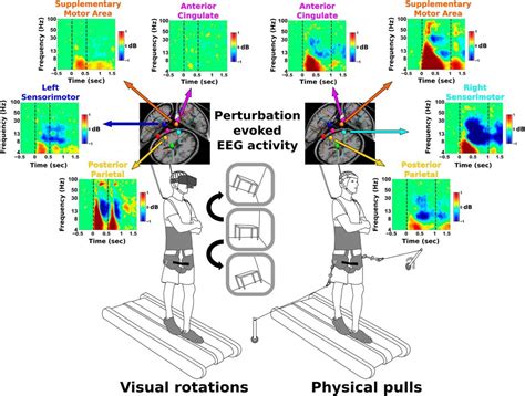 Differentiation In Theta And Beta Electrocortical Activity Between