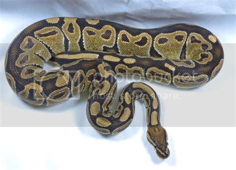 Royals Reptile Forums