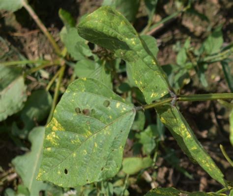 Mb Classification Classification Dataset By Iotseecs