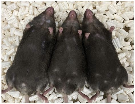 Maternal Iron Deficiency Causes Male To Female Sex Reversal In Mouse