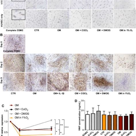 ALP Staining ALP Activity Collagen Secretion And ECM Mineralization