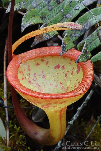 Nepenthes Jamban Alchetron The Free Social Encyclopedia