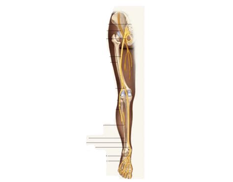 Lumbar Plexus Leg View — Printable Worksheet