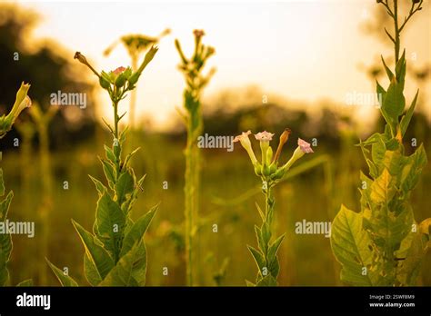 Tobacco Is A Field Crop Like Corn Cassava Tobacco Is A Plant With A